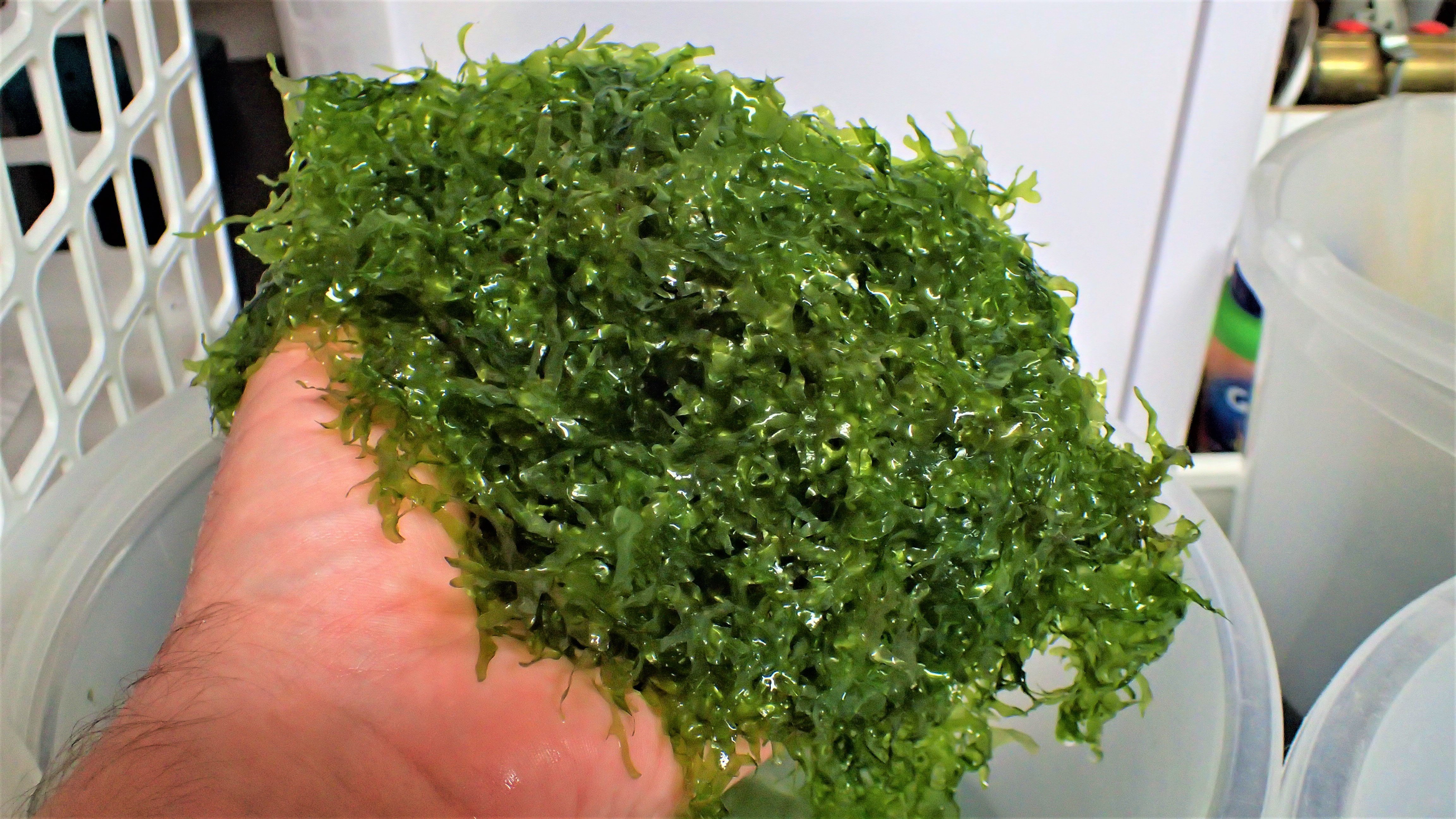 Subwassertang 8g - Lomariopsisl Lineata