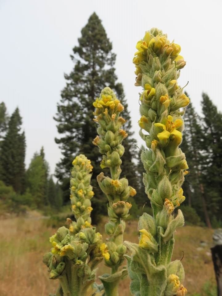 Online Store at Beneficial Botanicals | Beneficial Botanicals