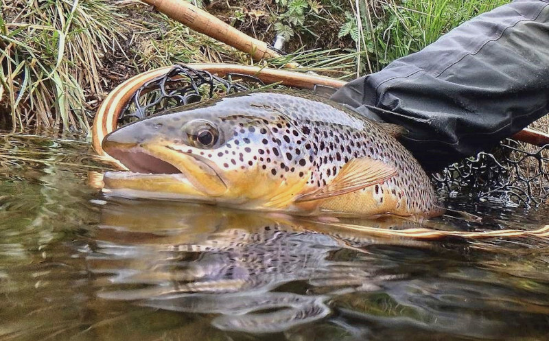 Shop | Barrio Fly Lines