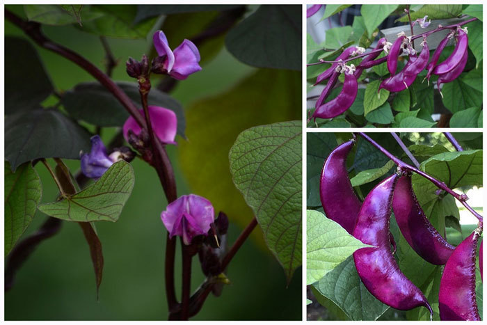 Dolichos lablab 'Ruby Moon' | Shop - Country Garden UK