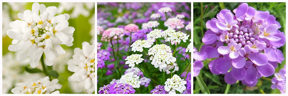 Candytuft Mixed | Shop - Country Garden UK