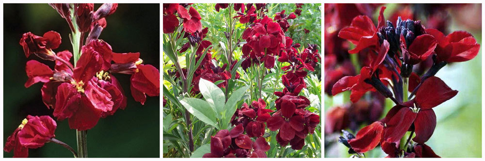 Wallflower 'Vulcan' | Shop - Country Garden UK
