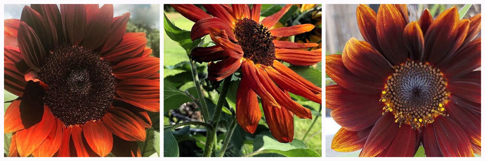 Helianthus 'Red Sun' | Shop - Country Garden UK