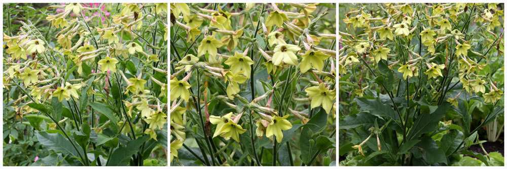 Nicotiana alata 'Lime Green' | Shop - Country Garden UK
