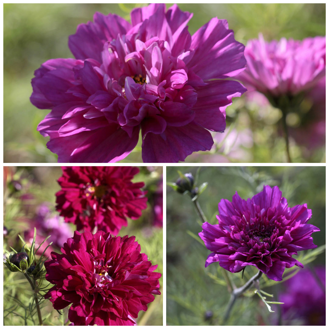 Cosmos 'Double Click Mixed' | Shop - Country Garden UK