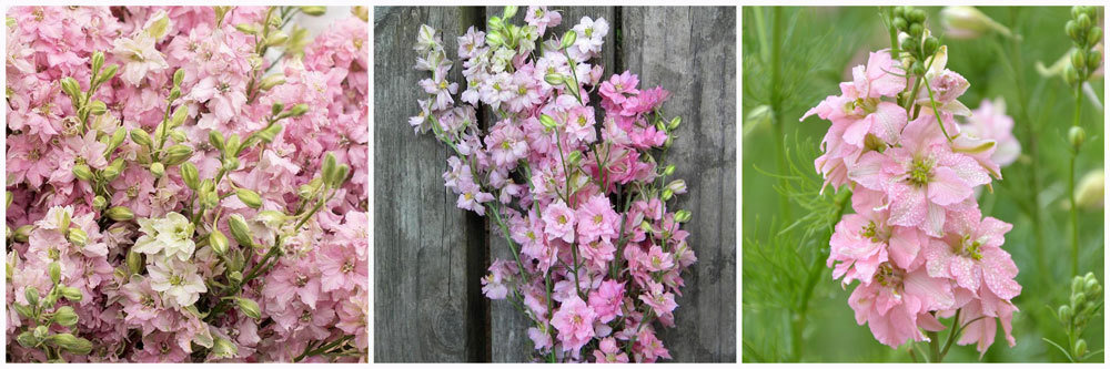 Larkspur 'Light Pink' | Shop - Country Garden UK