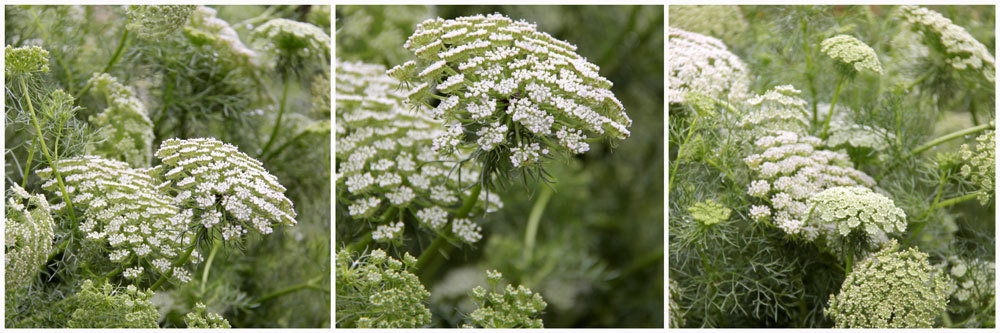 Ammi visnaga | Shop - Country Garden UK