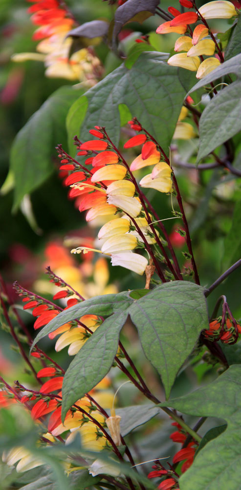 Ipomoea lobata 'Exotic Love' | Shop - Country Garden UK