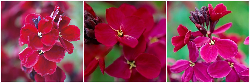 Wallflower 'Ruby Gem' | Shop - Country Garden UK