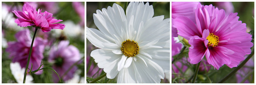 Cosmos bipinnatus 'Fizzy Mixed' | Shop - Country Garden UK