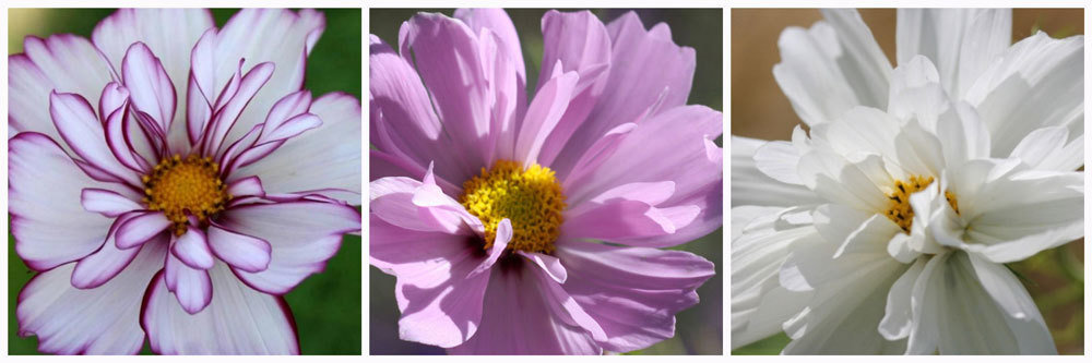Cosmos bipinnatus 'Fizzy Mixed' | Shop - Country Garden UK