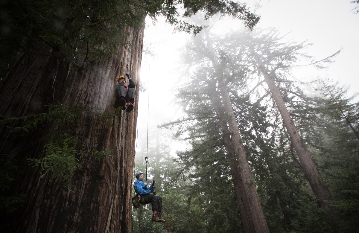 Climb A Redwood This Weekend | GearJunkie