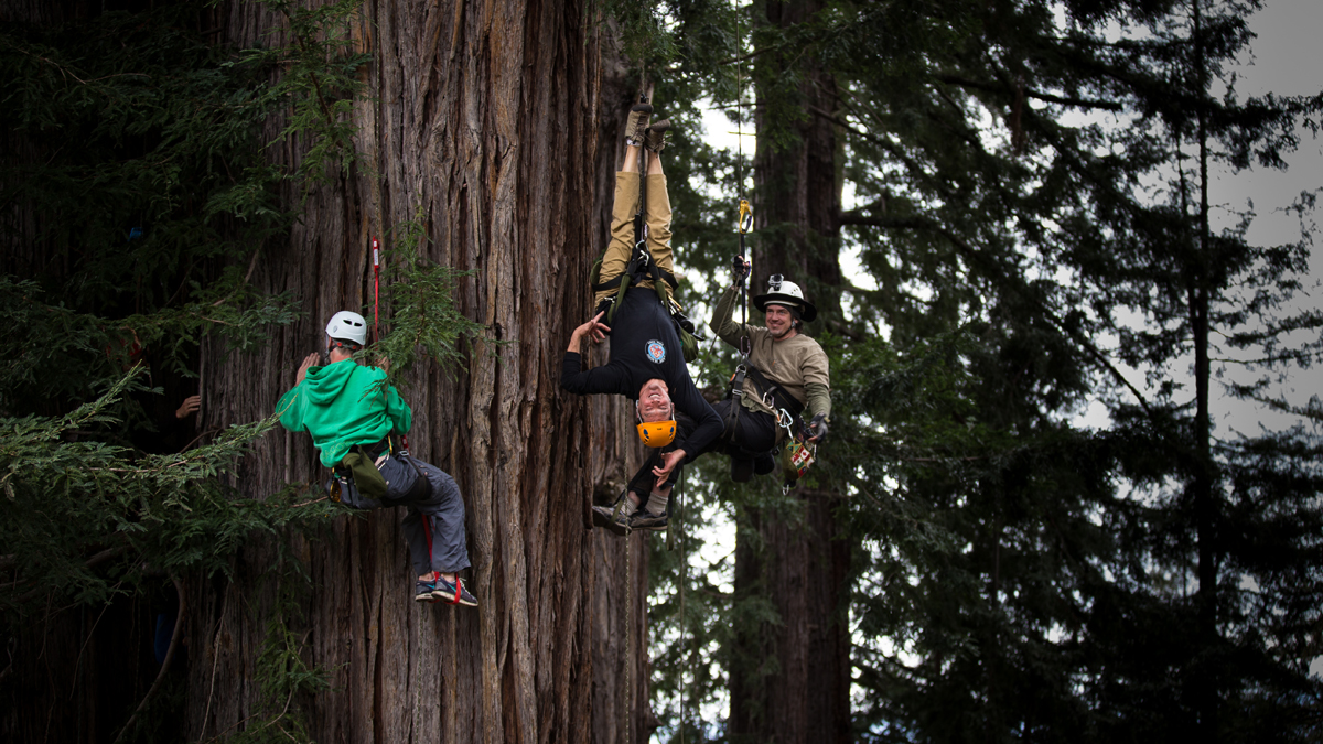 Climb A Redwood This Weekend | GearJunkie