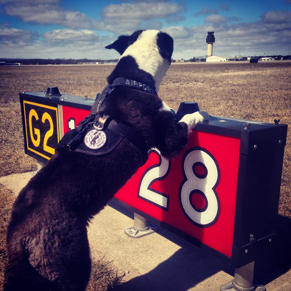 A Different Kind Of 'Bird' Dog | GearJunkie