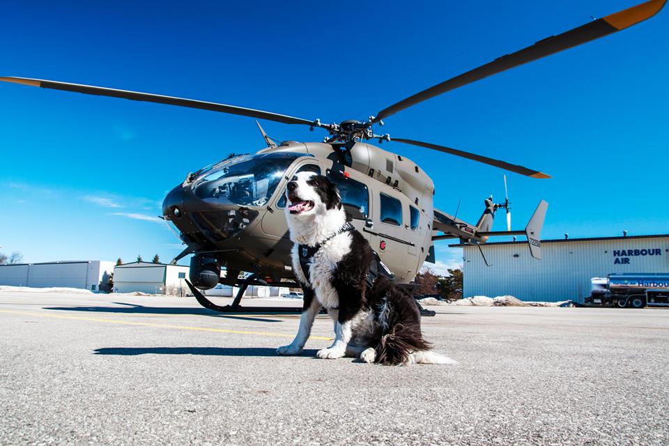 A Different Kind Of ‘Bird’ Dog | GearJunkie