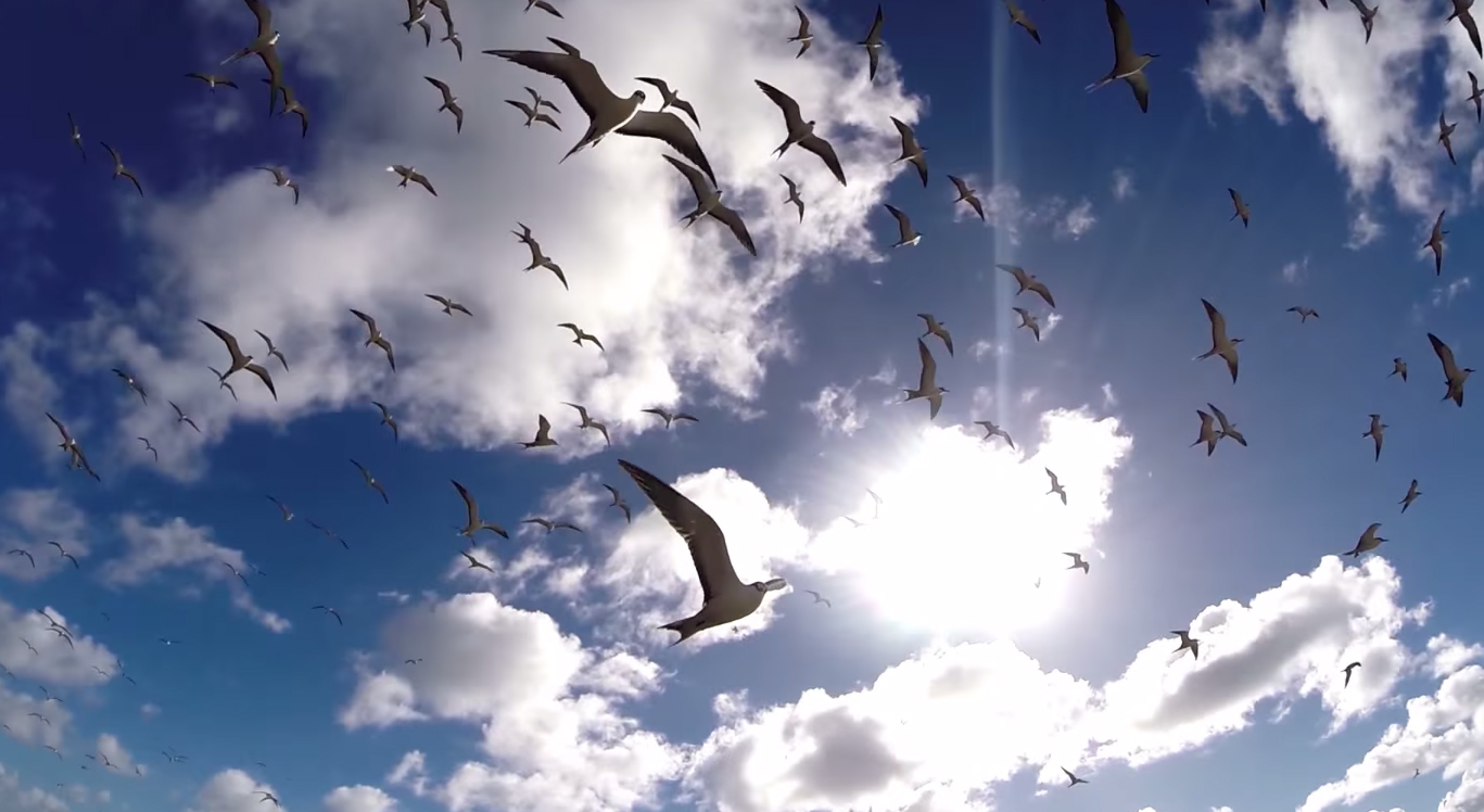 World's Youngest Island 'Like Waking On Mars' | GearJunkie