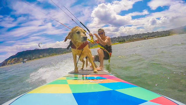 Kiteboarding With A Dog | GearJunkie