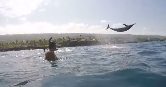 Wild Dolphin Triple Barrel Roll | GearJunkie