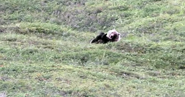 Grizzly Bear, Loving Life, Rolling Down A Hill | GearJunkie