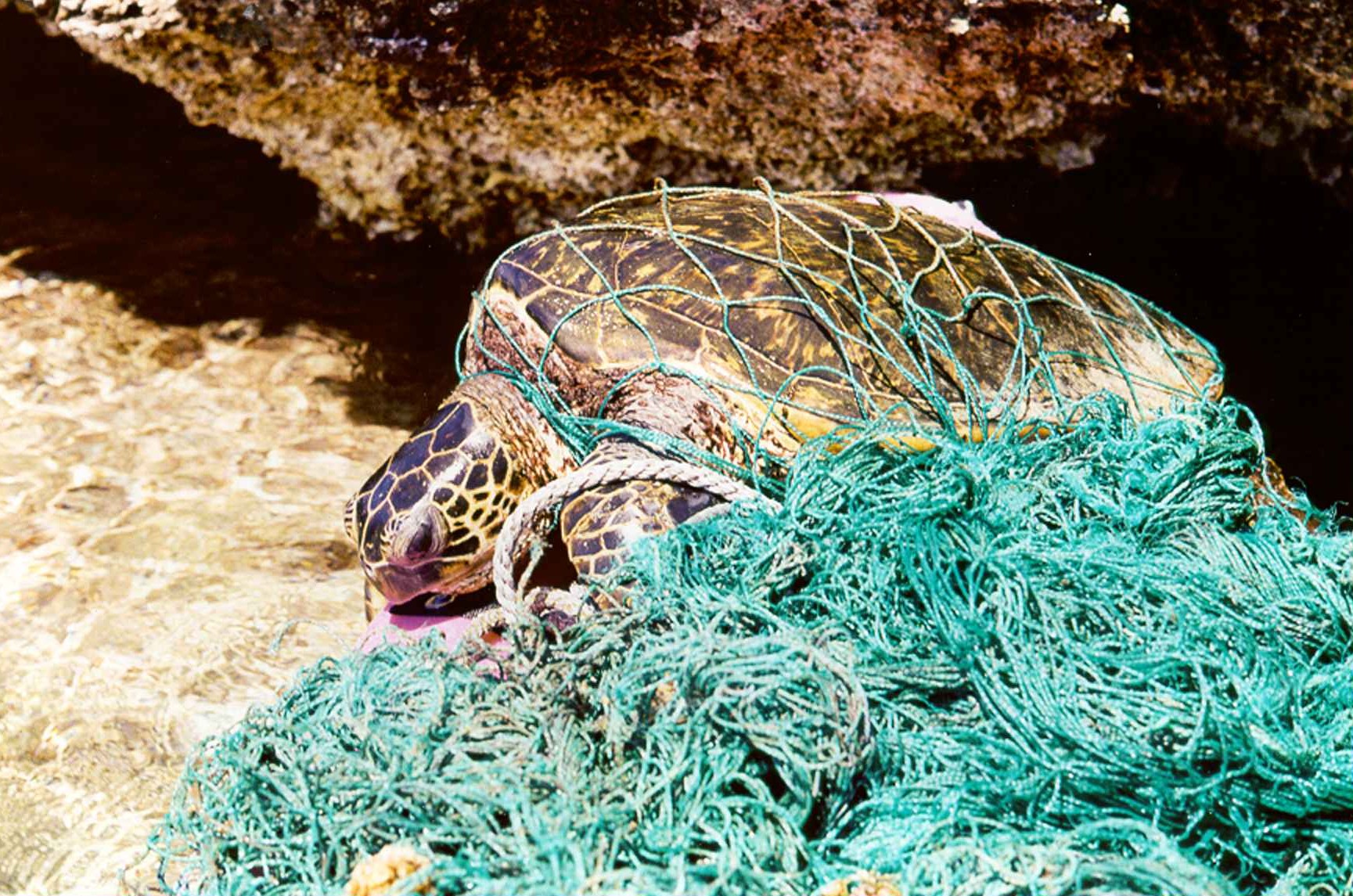 A New Kind Of 'Fish Net Bikini' | GearJunkie