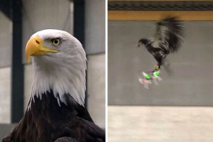 Eagles Trained To Take Down Drones | GearJunkie