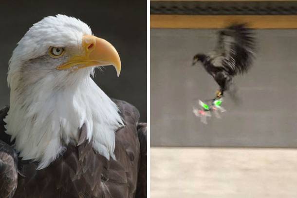 Eagles Trained To Take Down Drones | GearJunkie