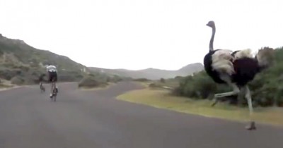 Angry Bird! Cyclists Chased By An Ostrich | GearJunkie