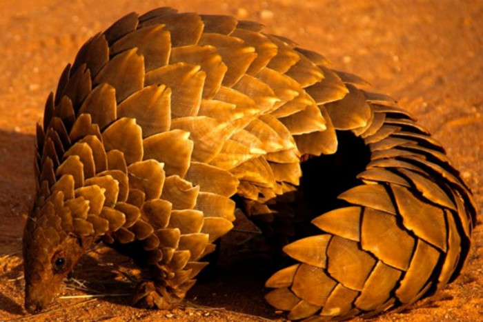 Does The World Need A 'Retractable' Helmet? | GearJunkie