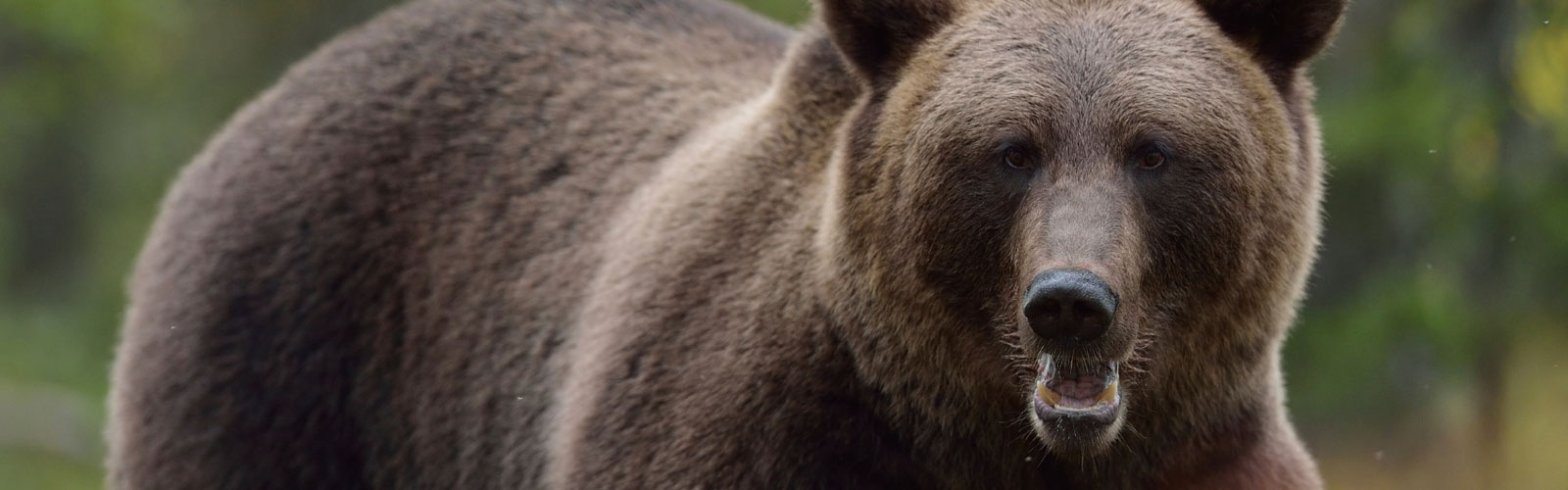 Bear Spray 101: Tips, Best Practices in the Field | GearJunkie