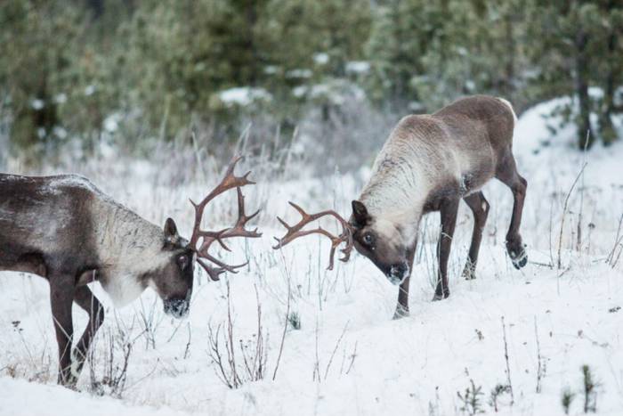 On The Brink: Working To Save Endangered Caribou | GearJunkie