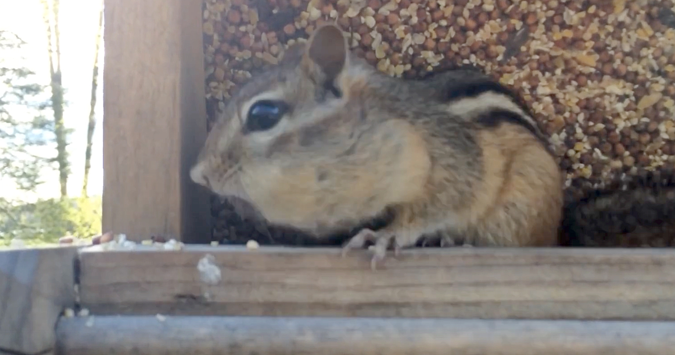 Greedy Rodent! Chipmunk Busted Loading Cheeks | GearJunkie