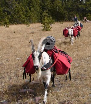 Good Goat! The Pack Animal You Likely Overlooked | GearJunkie