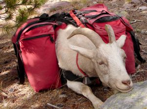 Good Goat! The Pack Animal You Likely Overlooked | GearJunkie