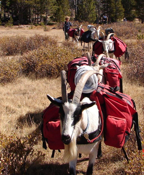 Good Goat! The Pack Animal You Likely Overlooked | GearJunkie