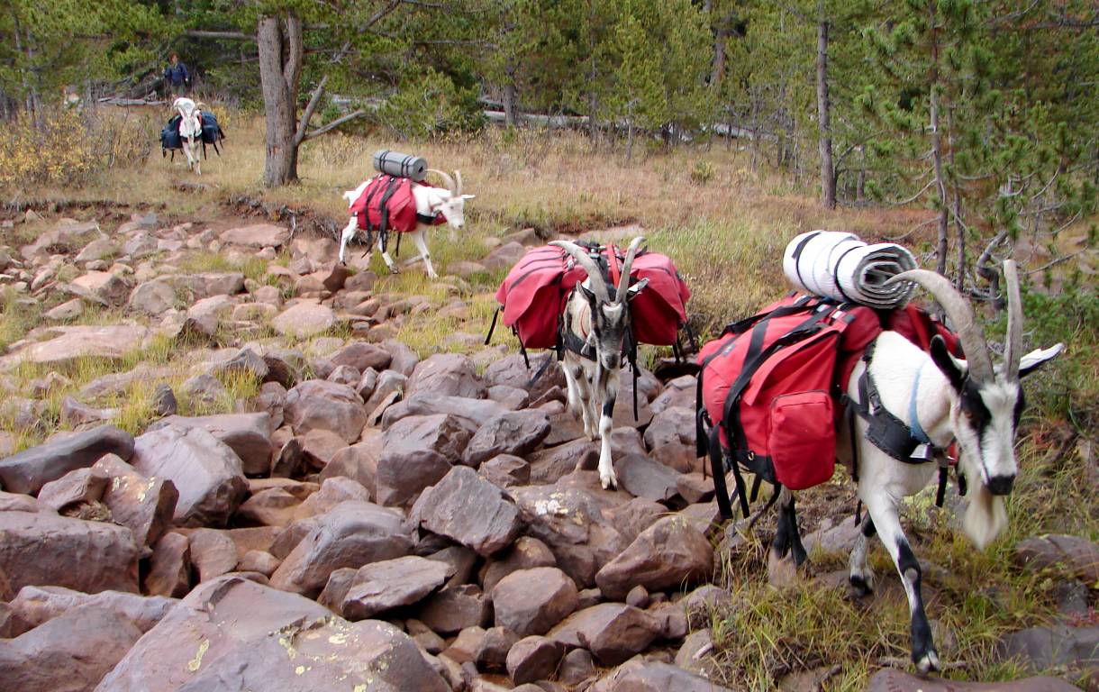 Good Goat! The Pack Animal You Likely Overlooked | GearJunkie