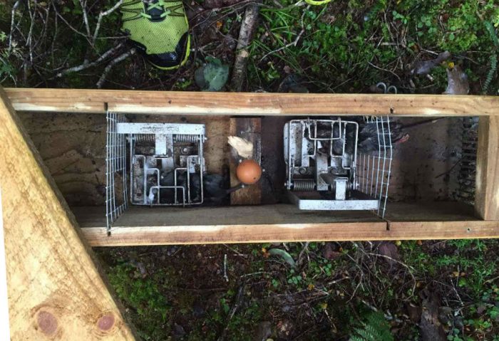 I Went To New Zealand And Trapped Vermin | GearJunkie