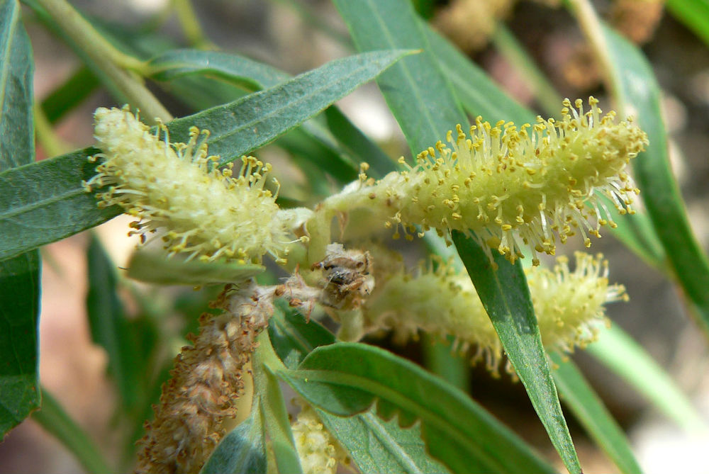 Wild Survival: 6 Medicinal Plants You Should Know | GearJunkie