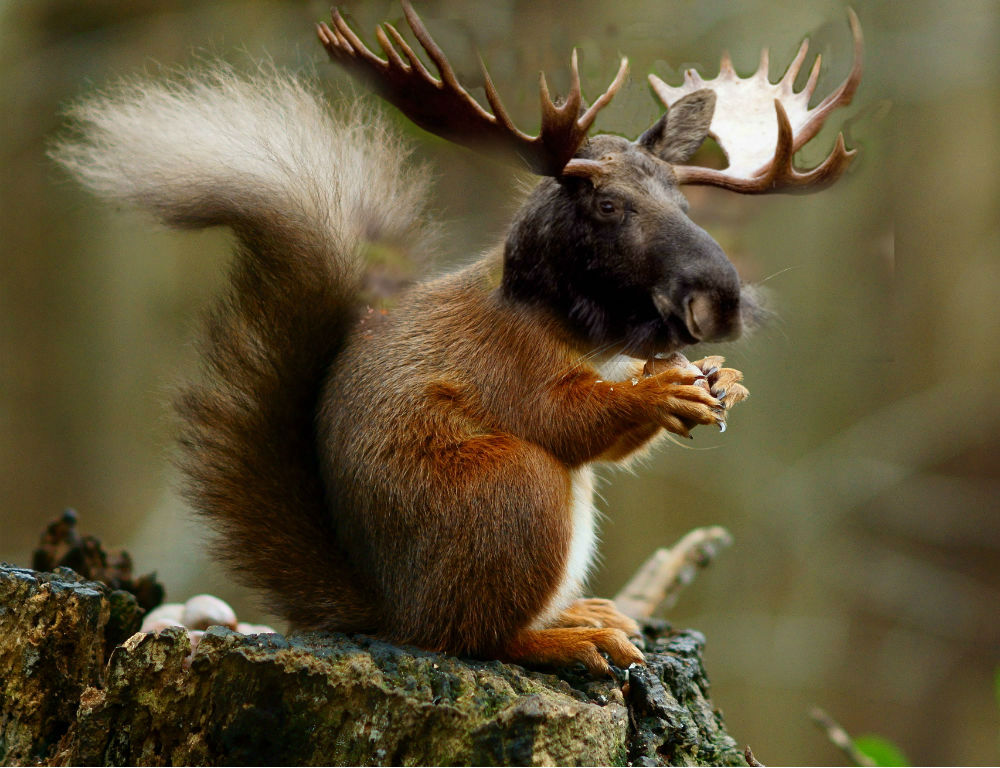 Camping Nightmares: Worst Animal Mashups | GearJunkie