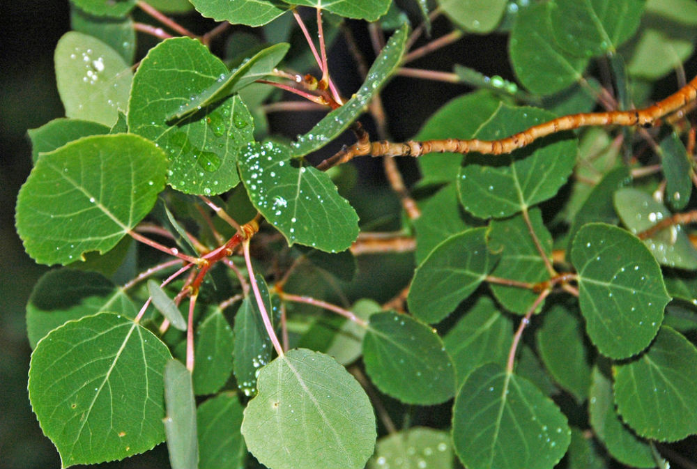 Wild Survival: 6 Medicinal Plants You Should Know | GearJunkie