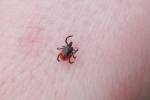 Tick Myths: 12 Misconceptions You Should Know to Stay Safe | GearJunkie