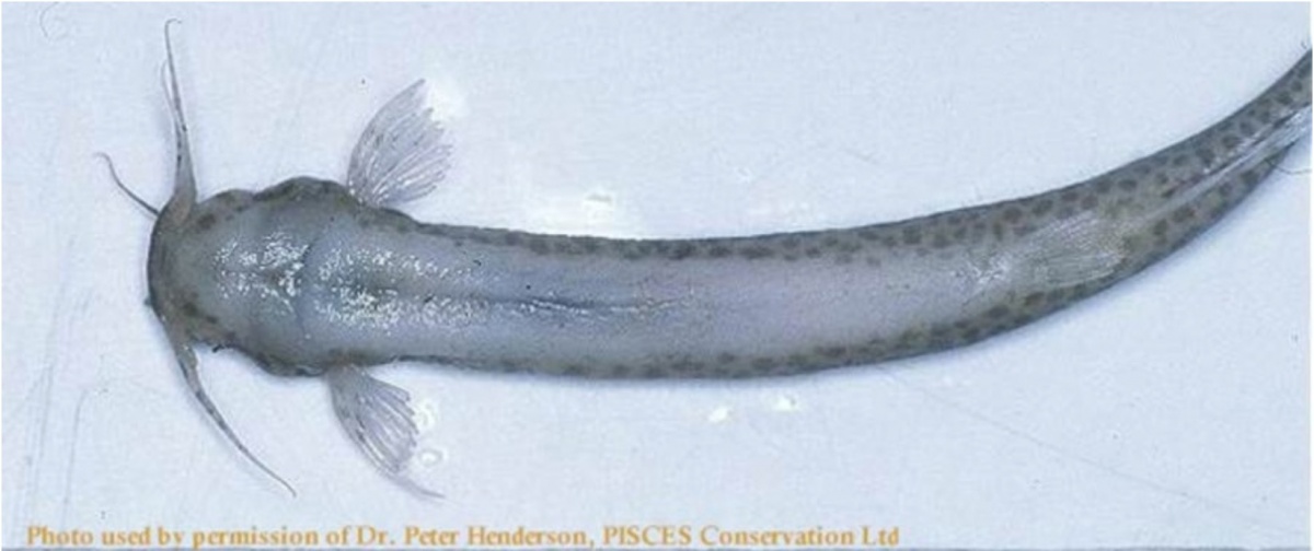 Parasites In Humans: Six Skin-Crawling Creatures to Avoid