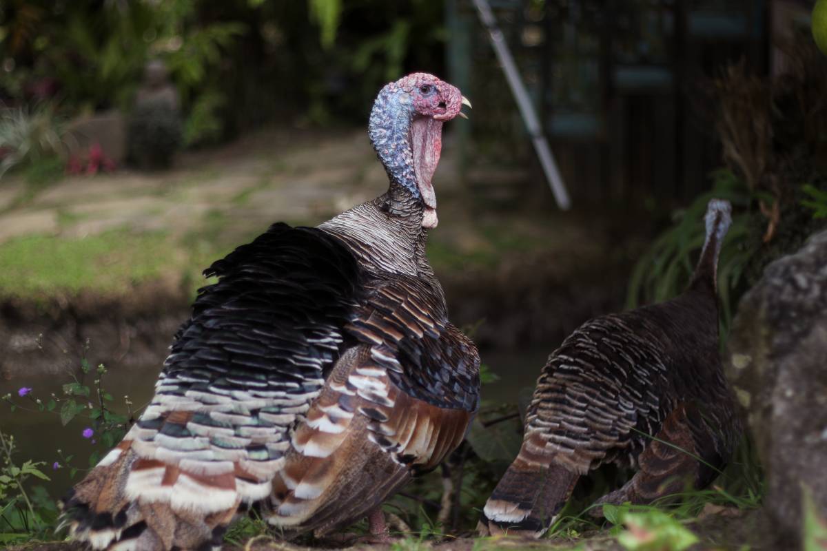 A Guide to Spring Turkey Hunting | GearJunkie
