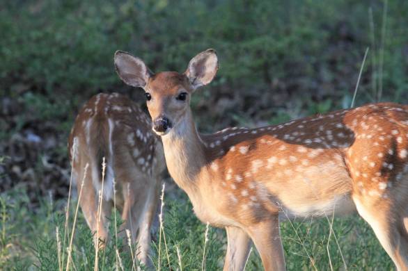 Maine Officials Say 'Do Not Eat' Local Deer After Finding PFAS in ...