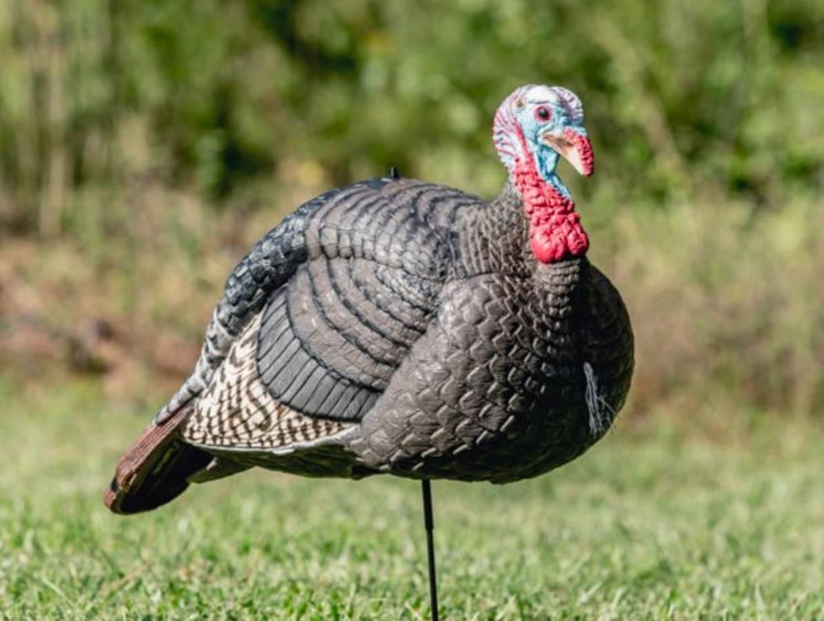 A Guide to Spring Turkey Hunting | GearJunkie