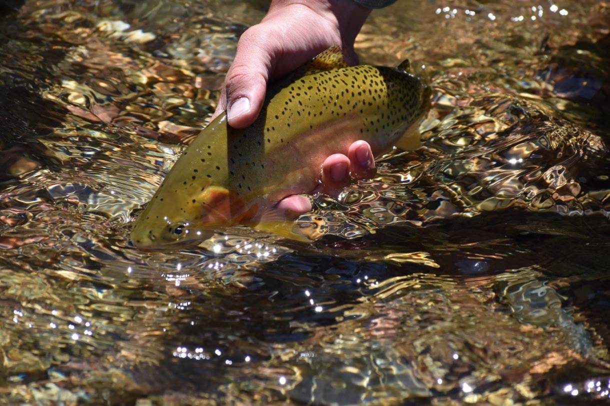 Fly Tying for Beginners: Why You Should Tie and How to Start | GearJunkie