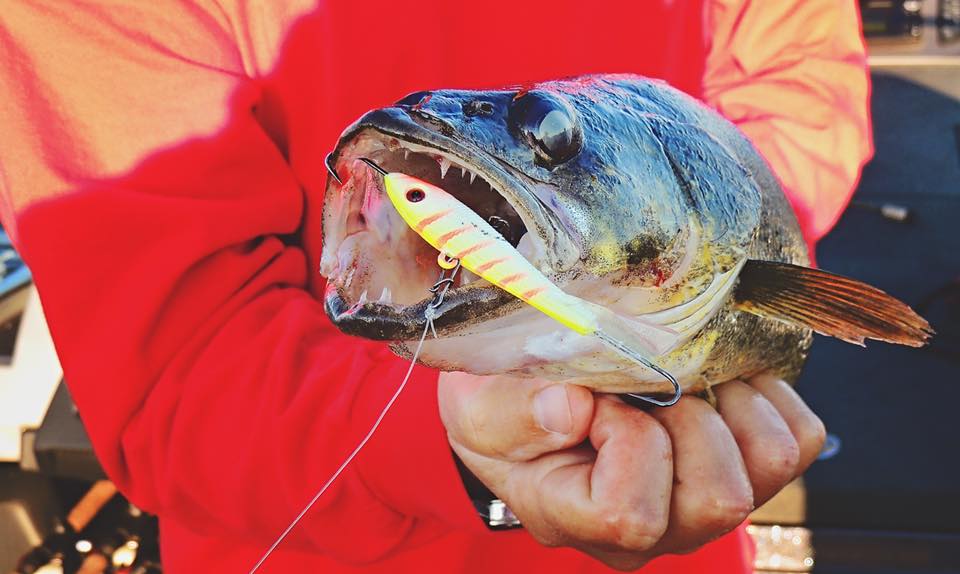 Late-Summer Lunkers: Tips for Midwest Walleye Fishing | GearJunkie