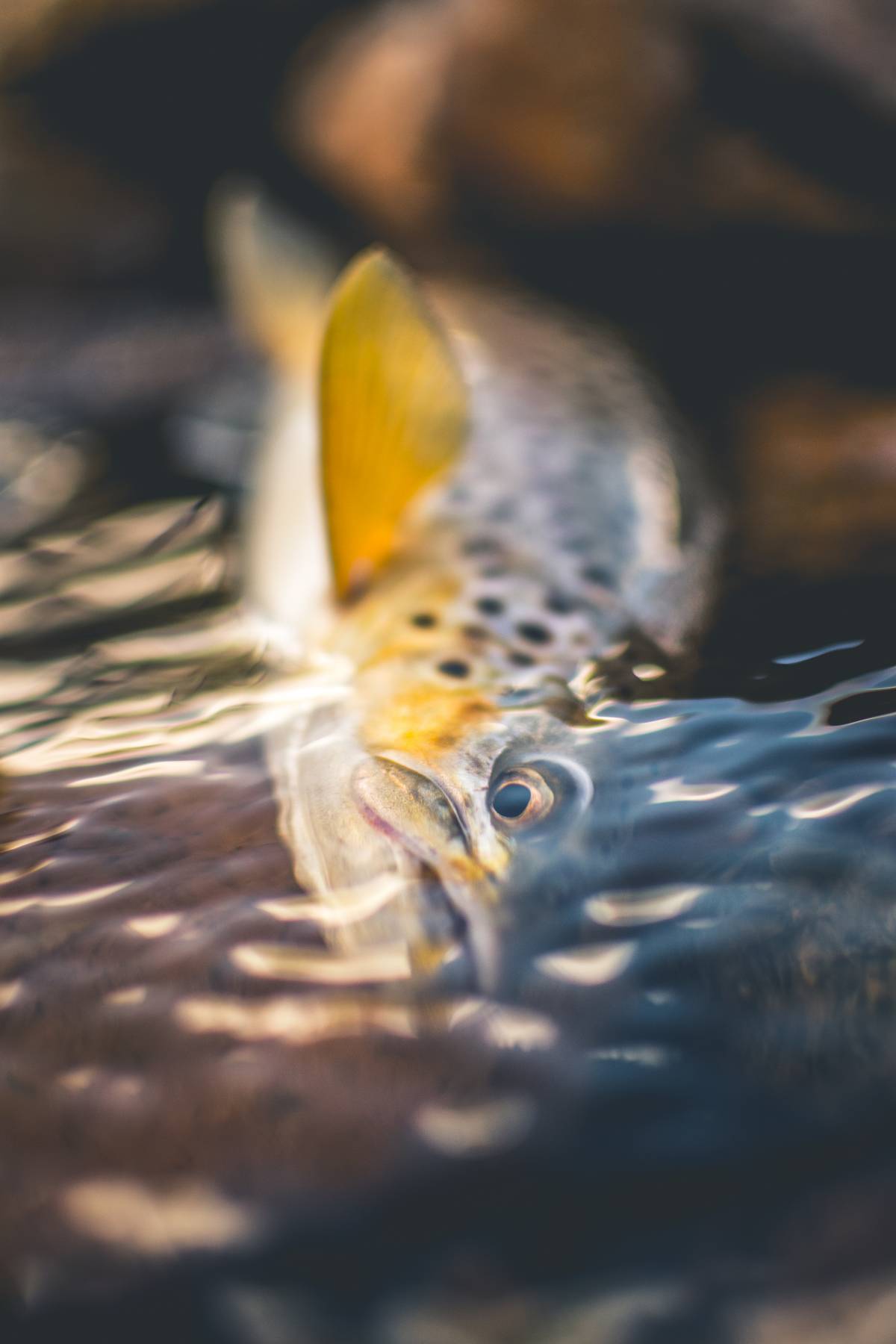 Fly Fishing Photography: 9 Tips to Take Better Photos | GearJunkie