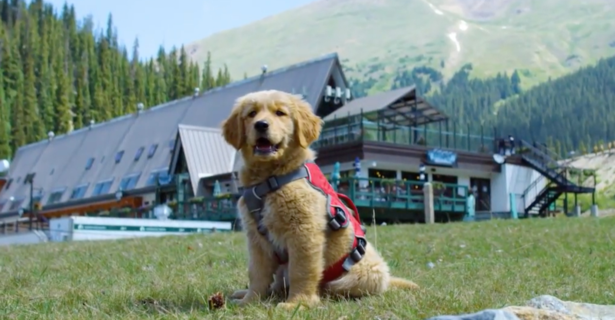 Welcome Tikka, A-Basin's Newest Avalanche Rescue Puppy | GearJunkie