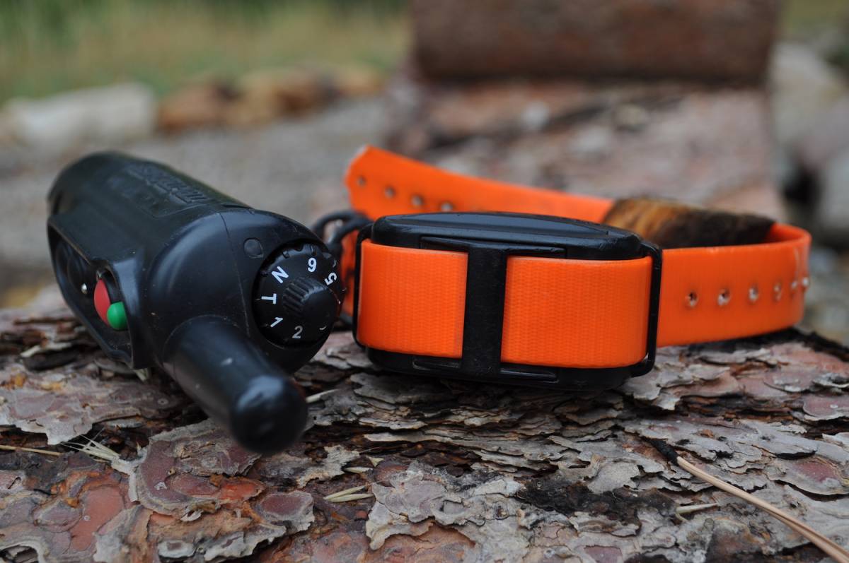 Training Tools for Your Hunting Retriever | GearJunkie