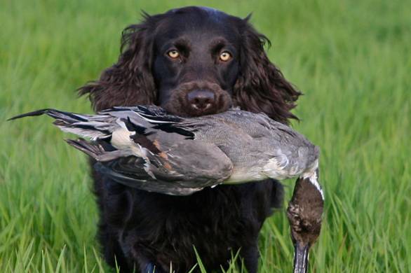The Best Dogs for Waterfowl Hunting, Quantified